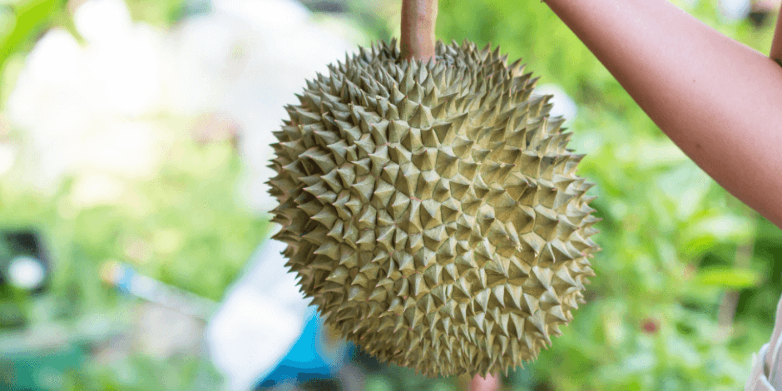From sour kalamansi, to the ‘hairy’ rambutan, here are the Top 10 Pinoy ...